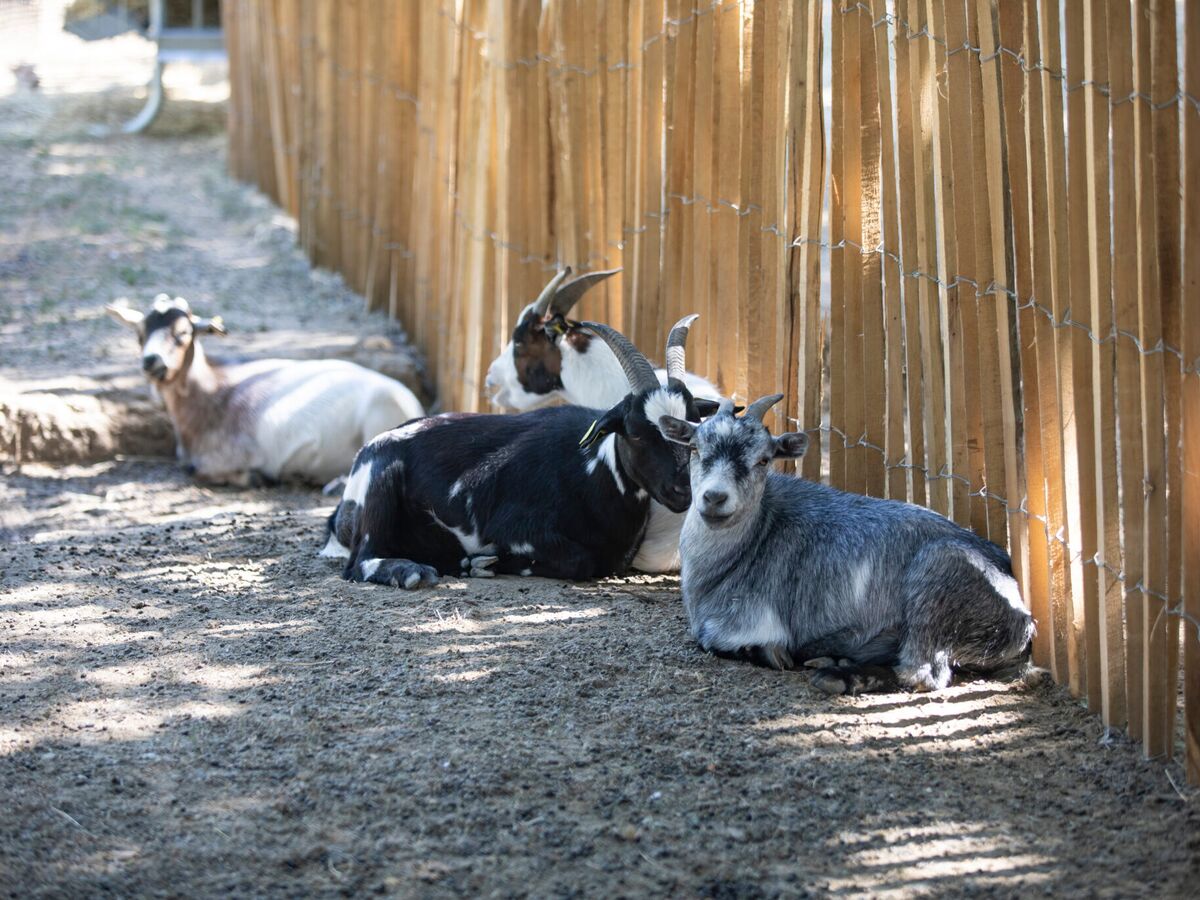 Camping La Sardane | Luxury Mobile Homes | Roan Camping Holidays